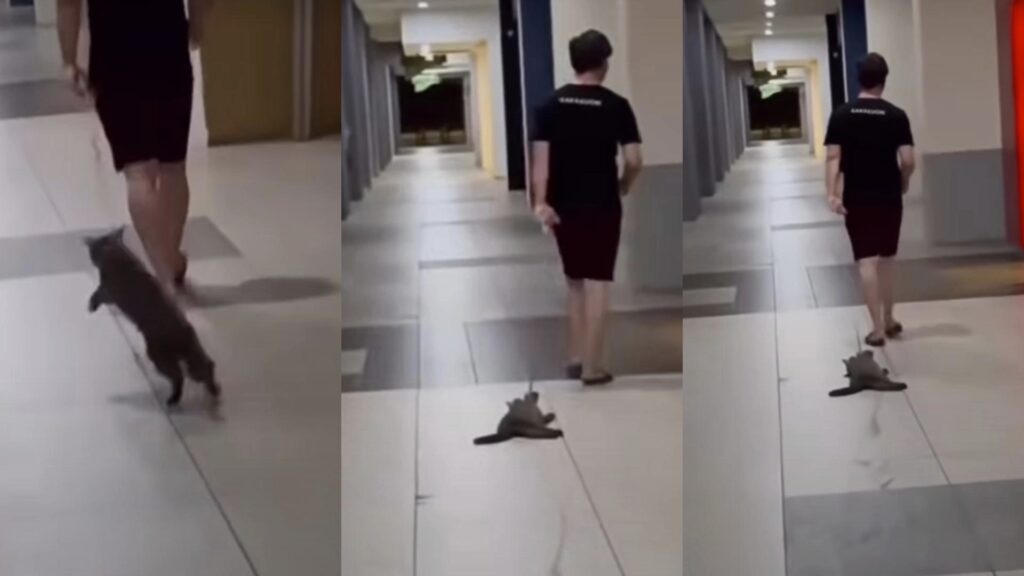 Man arrested over viral video showing cat abuse at Old Klang Road ...