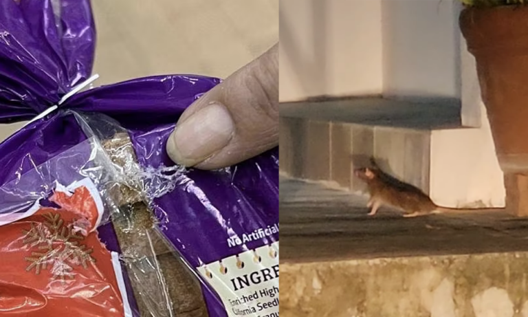 Rat infestation plagues Bukit Batok neighbourhood, causing distress to ...